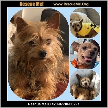 - Texas Yorkie Rescue - ADOPTIONS - Rescue Me!