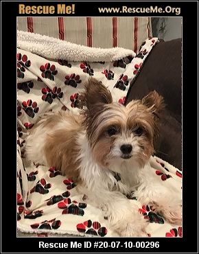 - Texas Yorkie Rescue - ADOPTIONS - Rescue Me!
