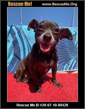 - California Chihuahua Rescue - ADOPTIONS - Rescue Me!