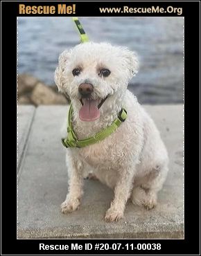 - Florida Poodle Rescue - ADOPTIONS - Rescue Me!
