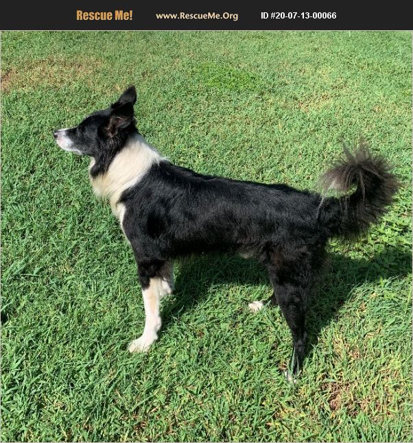 ADOPT 20071300066 ~ Border Collie Rescue ~ , FL
