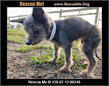 - Florida Poodle Rescue - ADOPTIONS - Rescue Me!