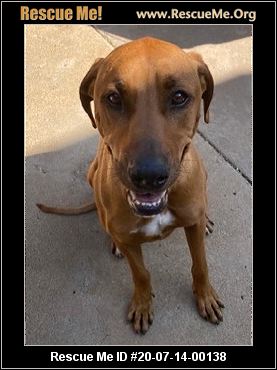 - South Africa Rhodesian Ridgeback Rescue - ADOPTIONS - Rescue Me!