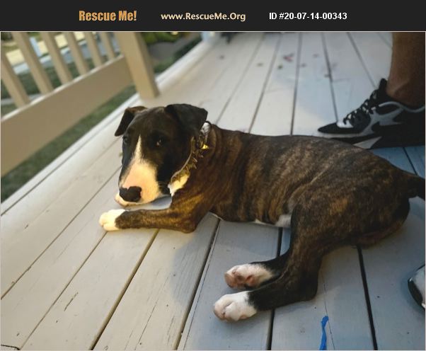 ADOPT 20071400343 ~ Miniature Bull Terrier Rescue ~ North Bellmore, NY