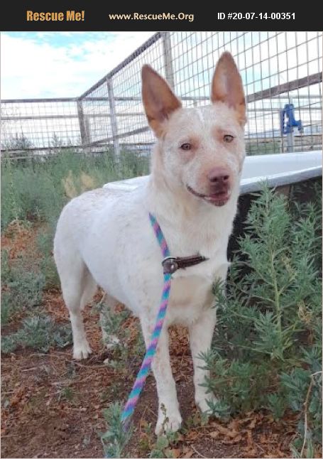ADOPT 20071400351 ~ Australian Cattle Dog Rescue ~ Mountainair, NM