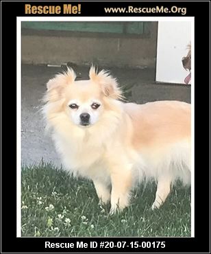 - New York Pomeranian Rescue - ADOPTIONS - Rescue Me!