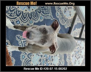 - North Carolina Pit Bull Rescue - ADOPTIONS - Rescue Me!