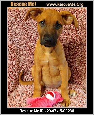 - Delaware Dog Rescue - ADOPTIONS - Rescue Me!