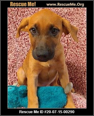 - Delaware Dog Rescue - ADOPTIONS - Rescue Me!