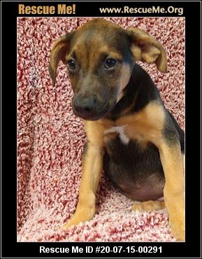 - Delaware Dog Rescue - ADOPTIONS - Rescue Me!