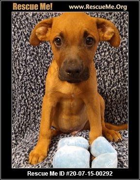 - Delaware Dog Rescue - ADOPTIONS - Rescue Me!