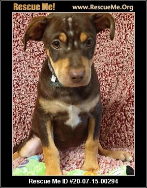 - Delaware Dog Rescue - ADOPTIONS - Rescue Me!