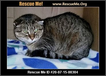 - Wisconsin Cat Rescue - ADOPTIONS - Rescue Me!