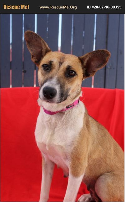 ADOPT 20071600355 ~ German Pinscher Rescue ~ Phoenix, AZ