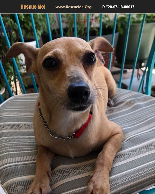 ADOPT 20071800017 ~ Rat Terrier Rescue ~ Phoenix, AZ