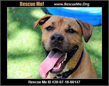 - Florida Black Mouth Cur Rescue - ADOPTIONS - Rescue Me!