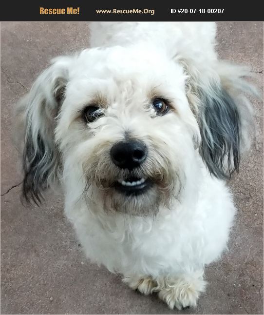 ADOPT 20071800207 ~ Havanese Rescue ~ Oakley, CA