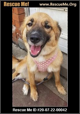 - Michigan Dog Rescue - ADOPTIONS - Rescue Me!