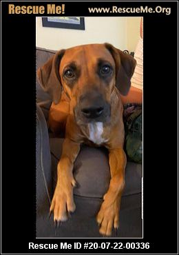 - Florida Rhodesian Ridgeback Rescue - ADOPTIONS - Rescue Me!