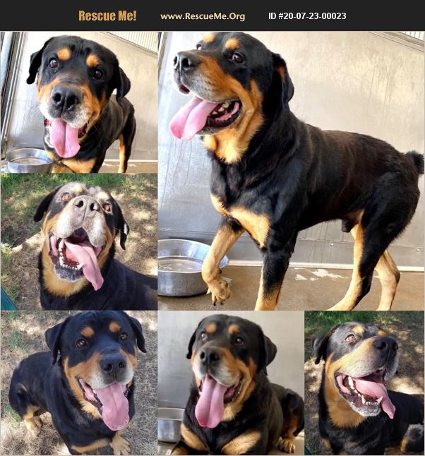 ADOPT 20072300023 ~ Rottweiler Rescue ~ San Bernardino County, CA