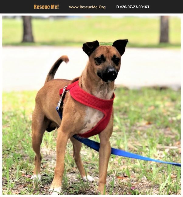 ADOPT 20072300163 ~ Miniature Pinscher Rescue ~ Tavares, FL