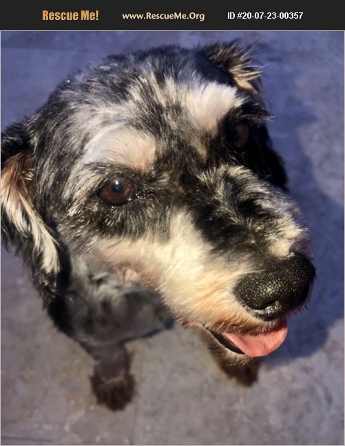 ADOPT 20072300357 ~ Schnauzer Rescue ~ Boca Raton, FL