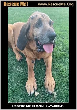 - Texas Bloodhound Rescue - ADOPTIONS - Rescue Me!