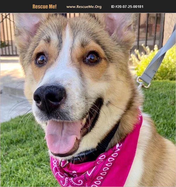 ADOPT 20072500181 ~ Siberian Husky Rescue ~ San Diego, CA