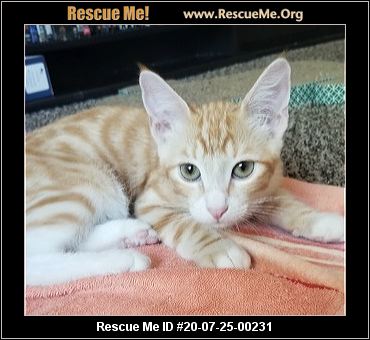 - Arizona Cat Rescue - ADOPTIONS - Rescue Me!