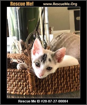 - Florida Cat Rescue - ADOPTIONS - Rescue Me!