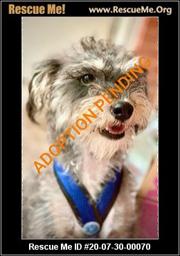- Texas Schnauzer Rescue - ADOPTIONS - Rescue Me!