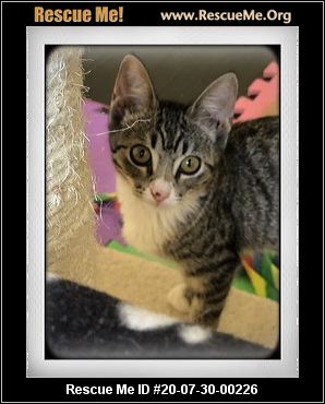 - Florida Cat Rescue - ADOPTIONS - Rescue Me!