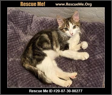 - Arizona Cat Rescue - ADOPTIONS - Rescue Me!