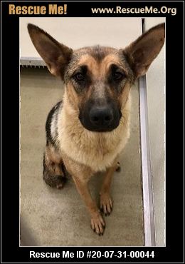 - Colorado German Shepherd Rescue - ADOPTIONS - Rescue Me!