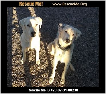 - Arizona Dalmatian Rescue - ADOPTIONS - Rescue Me!