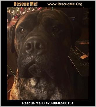- California Bullmastiff Rescue - ADOPTIONS - Rescue Me!