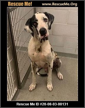 - Texas Great Dane Rescue - ADOPTIONS - Rescue Me!