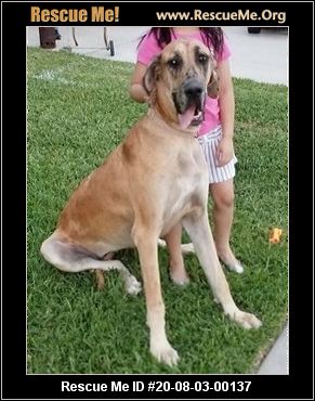 - Texas Great Dane Rescue - ADOPTIONS - Rescue Me!