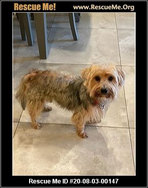 - Florida Dog Rescue - ADOPTIONS - Rescue Me!