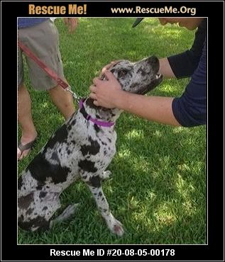 - Texas Great Dane Rescue - ADOPTIONS - Rescue Me!