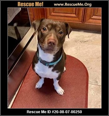 - California Corgi Rescue - ADOPTIONS - Rescue Me!