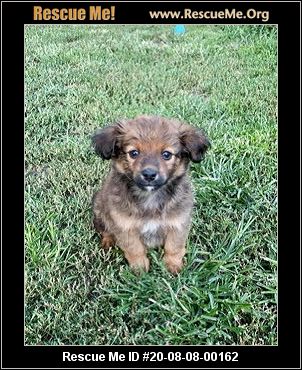 - Kansas Dog Rescue - ADOPTIONS - Rescue Me!