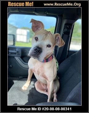 - Florida Boxer Rescue - ADOPTIONS - Rescue Me!