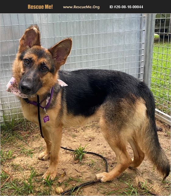 ADOPT 20081000044 ~ German Shepherd Rescue ~ Waldorf, MD