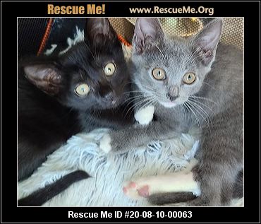 - Florida Cat Rescue - ADOPTIONS - Rescue Me!