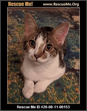 - Tennessee Cat Rescue - ADOPTIONS - Rescue Me!