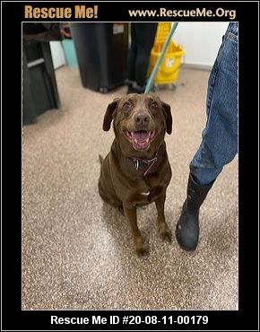 - Virginia Dog Rescue - ADOPTIONS - Rescue Me!