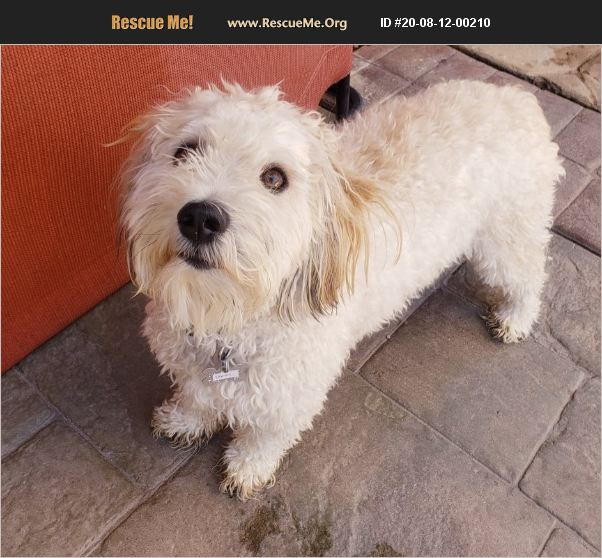 ADOPT 20081200210 ~ Lhasa Apso Rescue ~ Phoenix, AZ