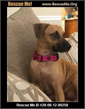 - Florida Black Mouth Cur Rescue - ADOPTIONS - Rescue Me!