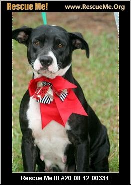 - Georgia Border Collie Rescue - ADOPTIONS - Rescue Me!